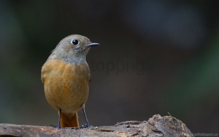 Free download | HD PNG background beak bird color wallpaper background ...