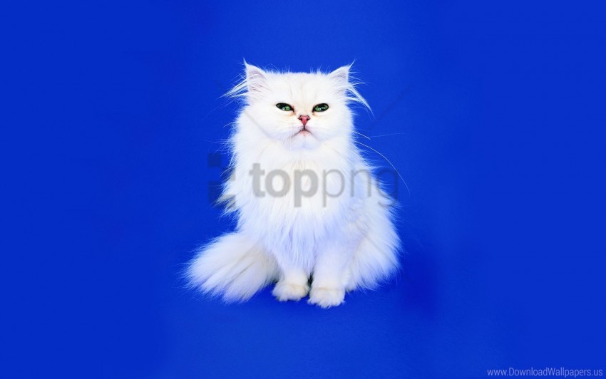 Free download | HD PNG background cat fluffy look photo shoot wallpaper ...