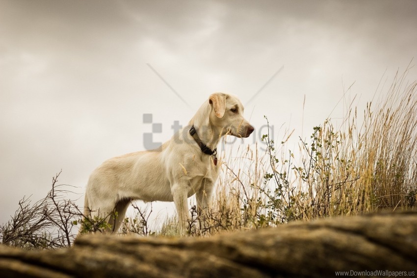 Free download | HD PNG background dog grass labrador wallpaper ...