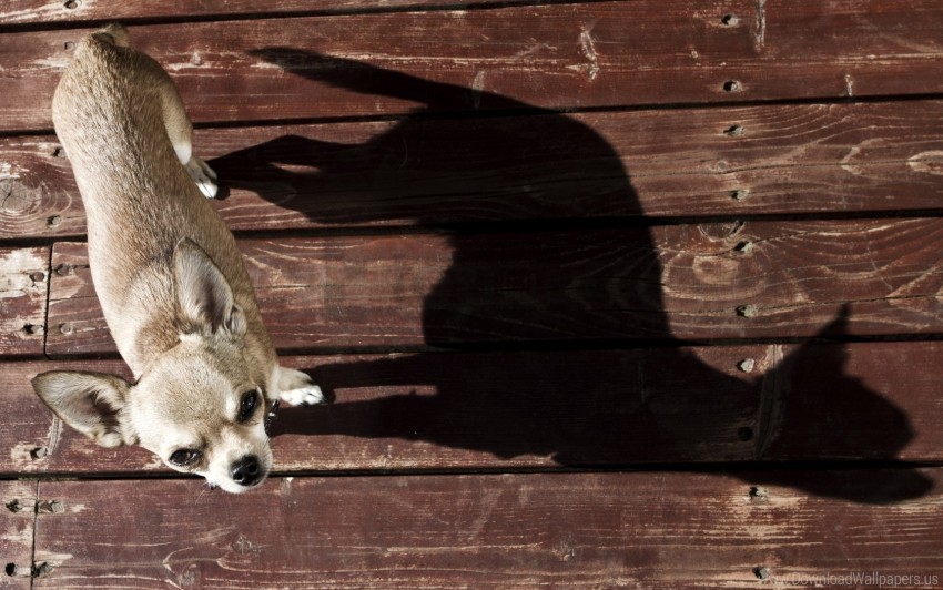 Free download | HD PNG background dog shadow wallpaper background best ...