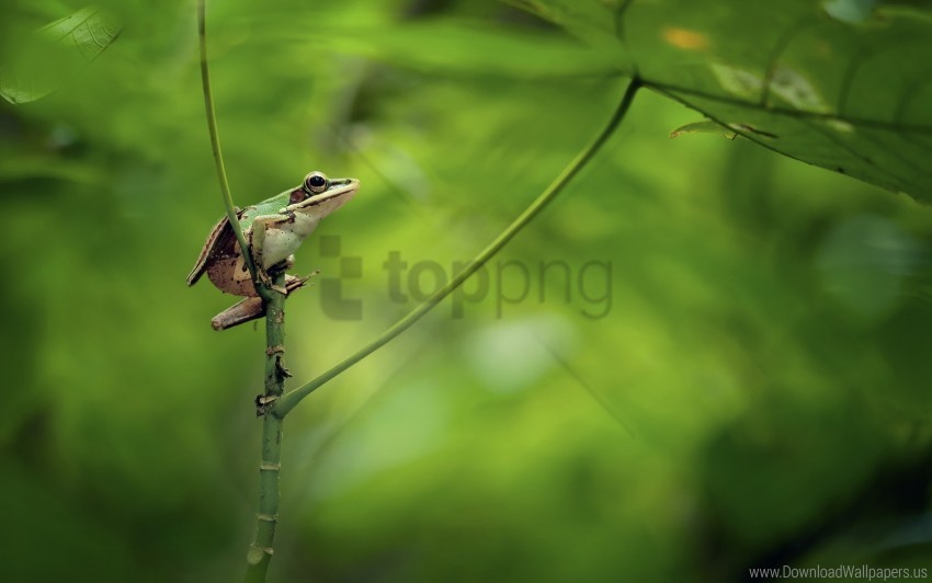 Free download | HD PNG background frog nature wallpaper background best ...