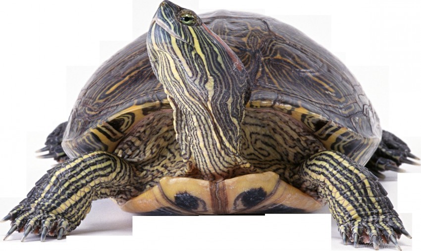 Free download | HD PNG background large turtle wallpaper background ...