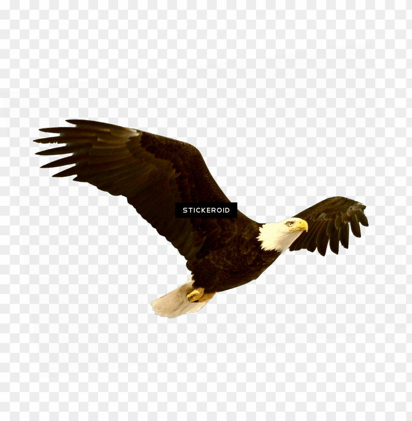 Free download | HD PNG bald eagle PNG transparent with Clear Background ...