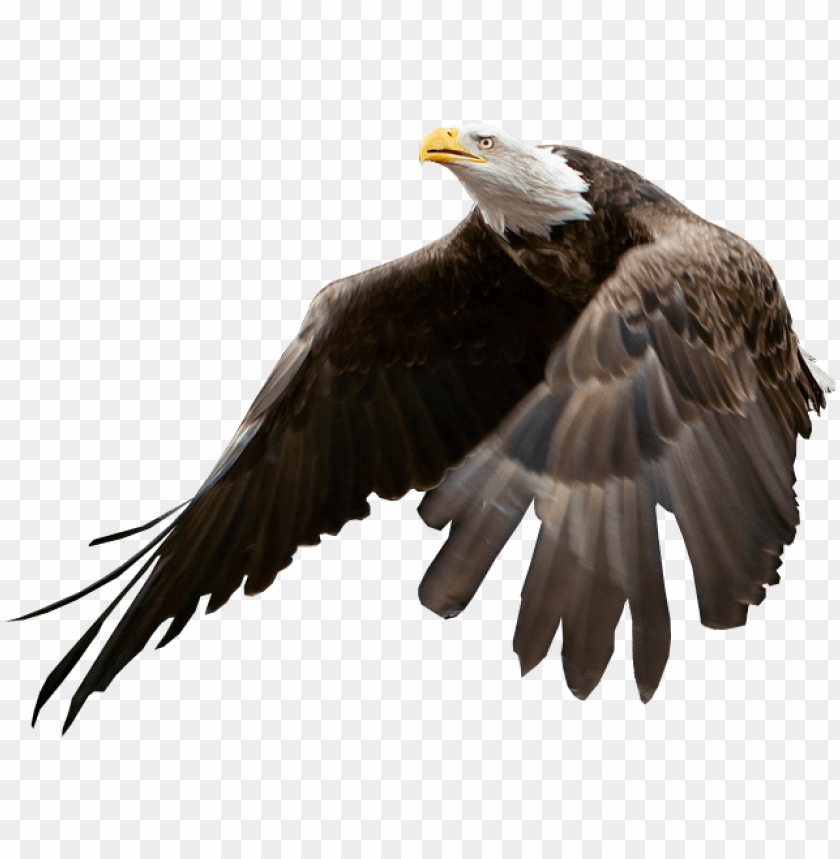 Free download | HD PNG bald eagle blank background PNG transparent with ...