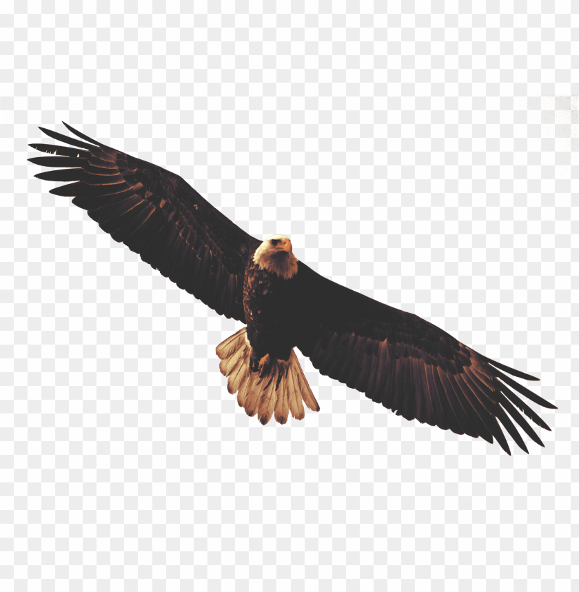 Free download | HD PNG bald eagle sticker PNG transparent with Clear ...