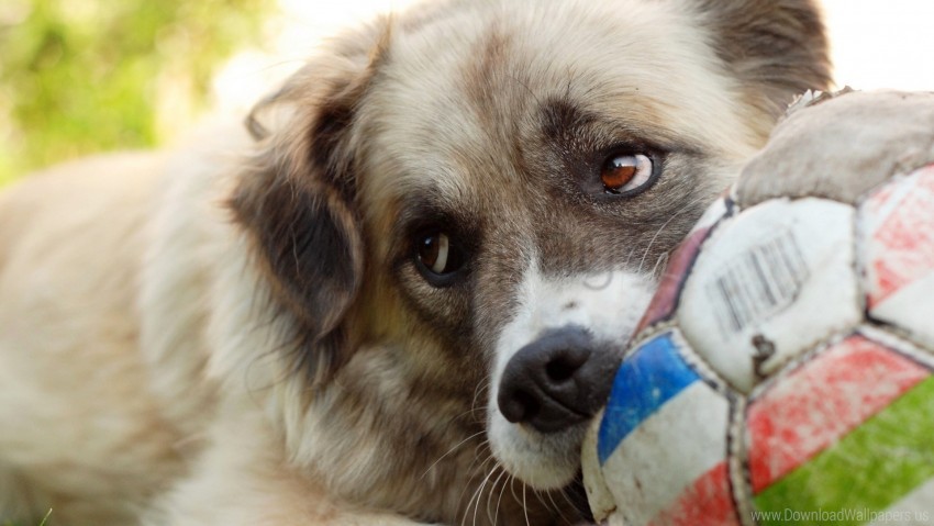 Free download | HD PNG ball dog glance muzzle wallpaper background best ...