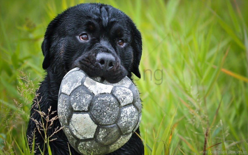 Free download | HD PNG ball dog grass muzzle wallpaper background best ...