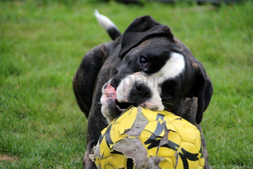 Free download | HD PNG ball dog muzzle playful wallpaper background ...