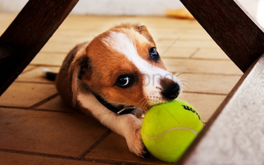 Free download | HD PNG ball dog play playful wallpaper background best ...
