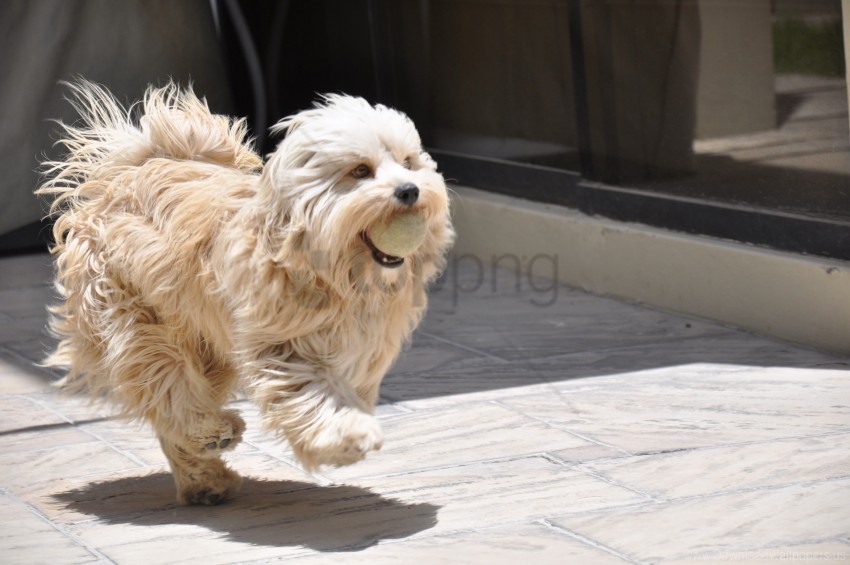 Free download | HD PNG ball dog playful running shadow wallpaper ...