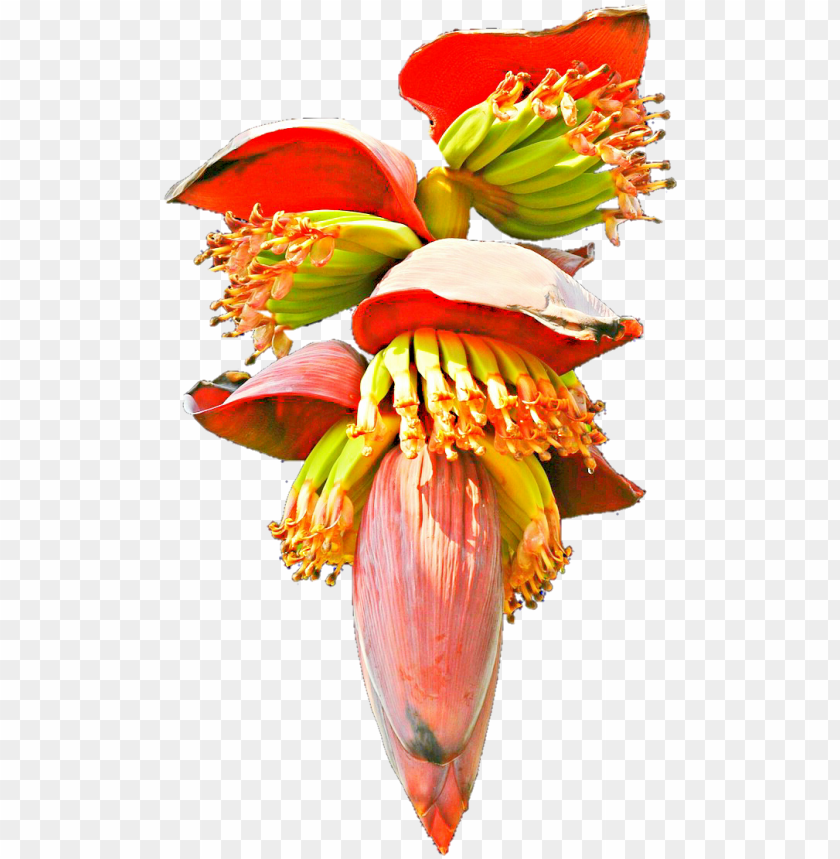 Free download | HD PNG banana heart clipart PNG transparent with Clear ...