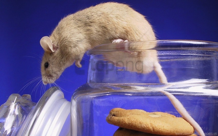 Free download | HD PNG bank cookies mouse wallpaper background best ...