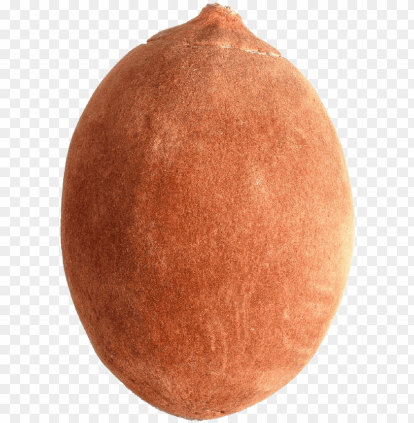 Free download | HD PNG baobab fruit baobab fruit PNG transparent with ...