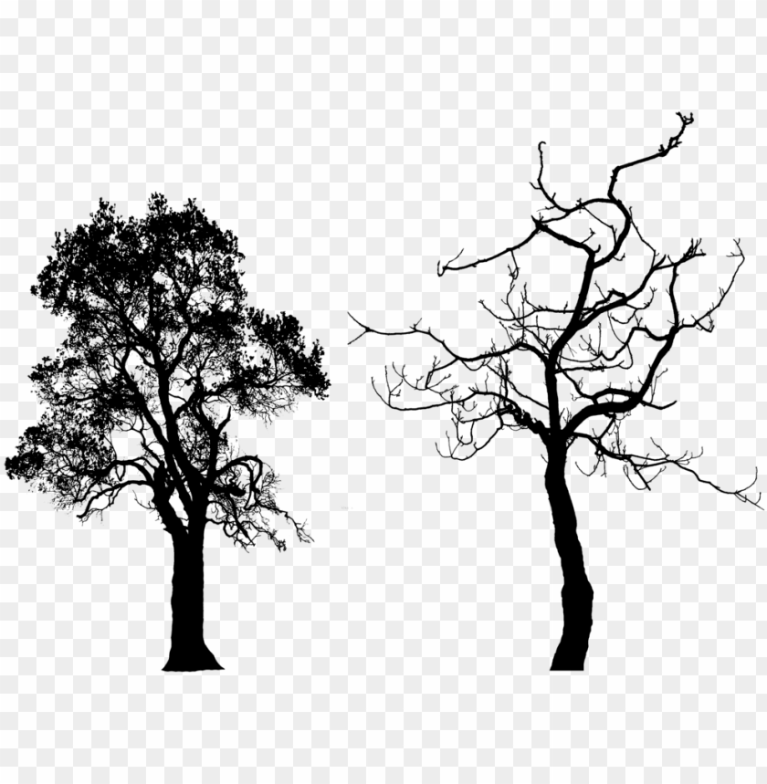Free download | HD PNG bare tree silhouette png download my brothers ...