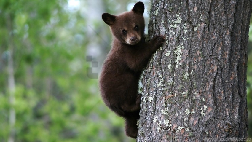 Free download | HD PNG bark bear cub tree trunk wallpaper background ...