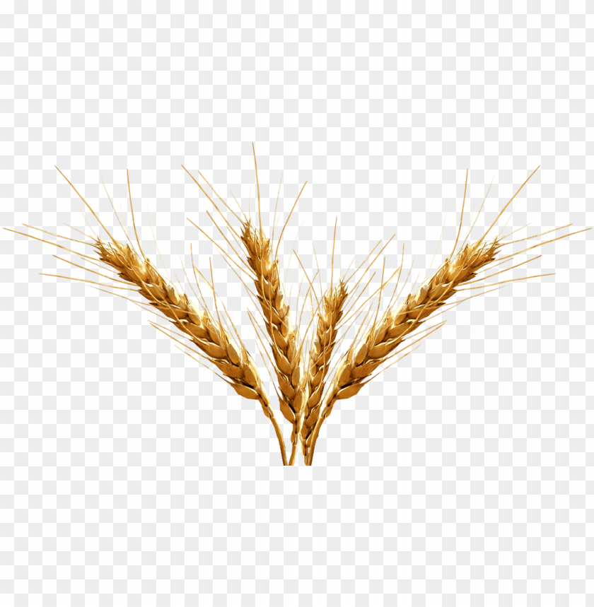 Free download | HD PNG barley image PNG images with transparent ...