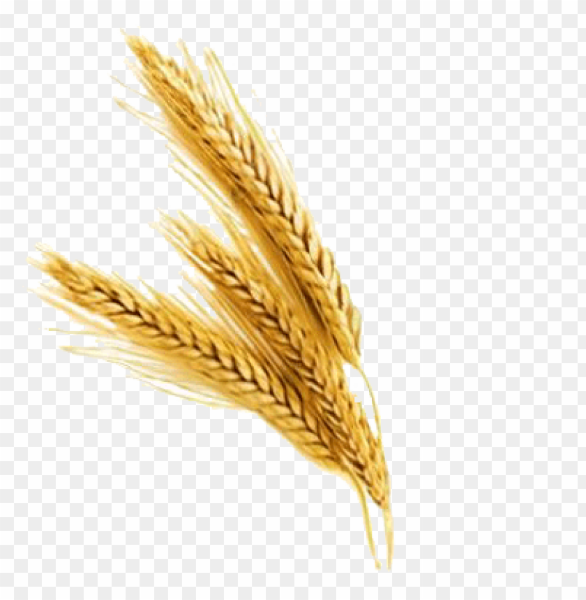 Free download | HD PNG golden wheat stalks png PNG images with ...
