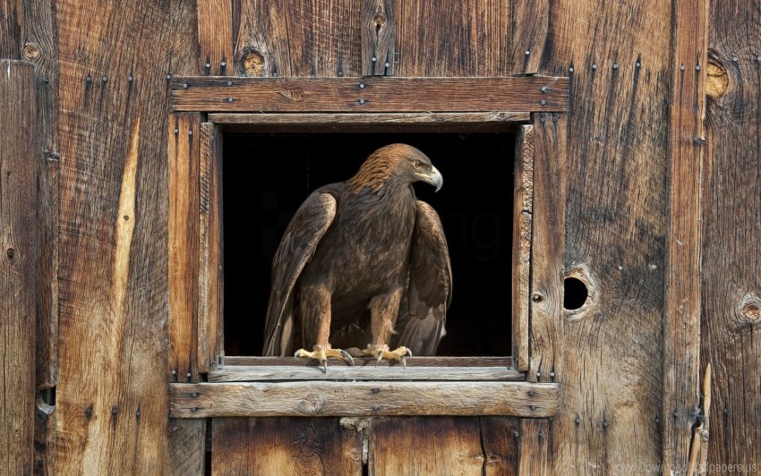 Free download | HD PNG barn eagle wallpaper background best stock ...