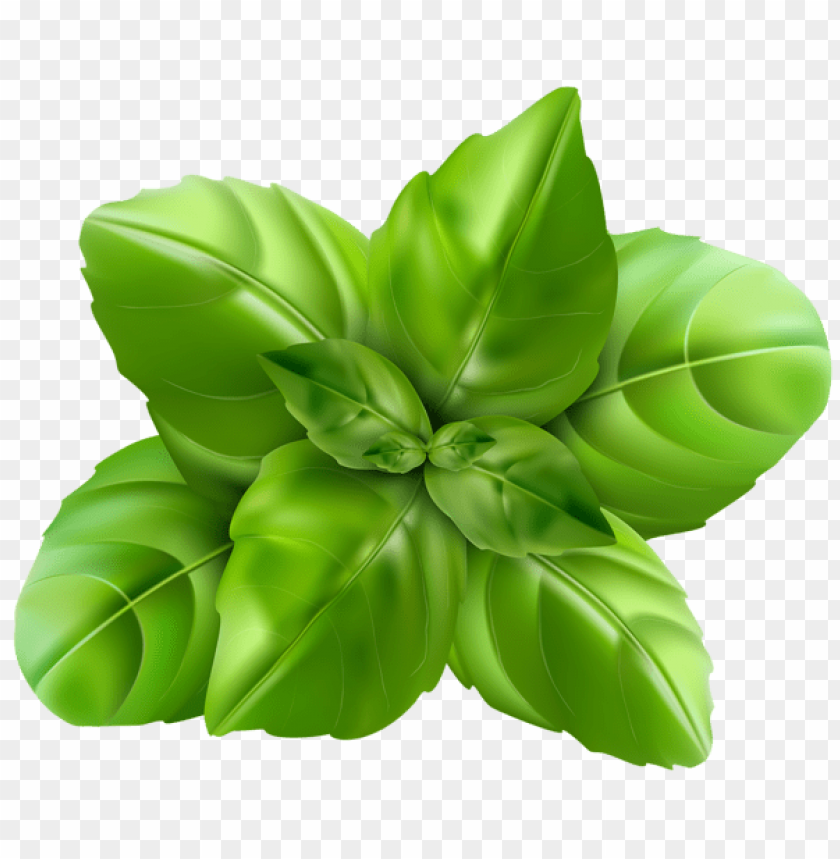 Free download | HD PNG Transparent fresh basil leaves with rich green ...