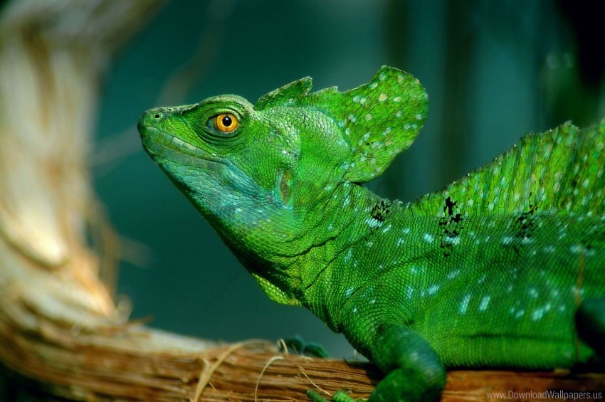Free download | HD PNG basilisk beautiful black head lizard wallpaper ...