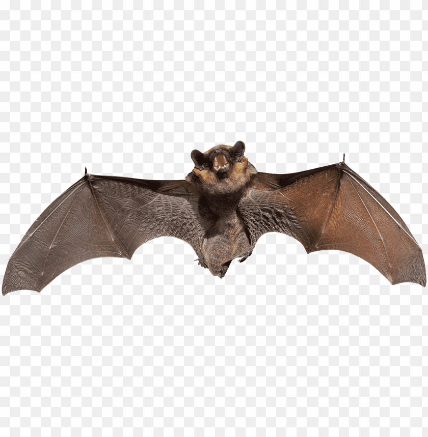Free download | HD PNG large winged bat png | TOPpng