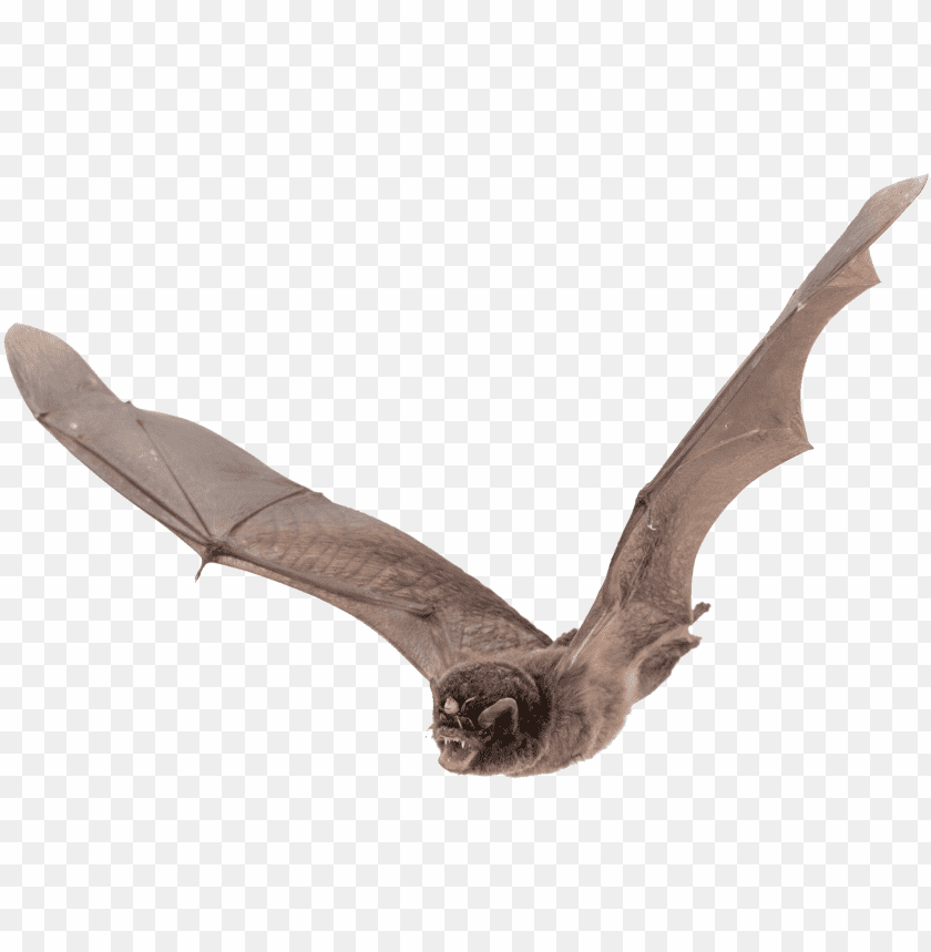 Free download | HD PNG bat in mid flight png | TOPpng
