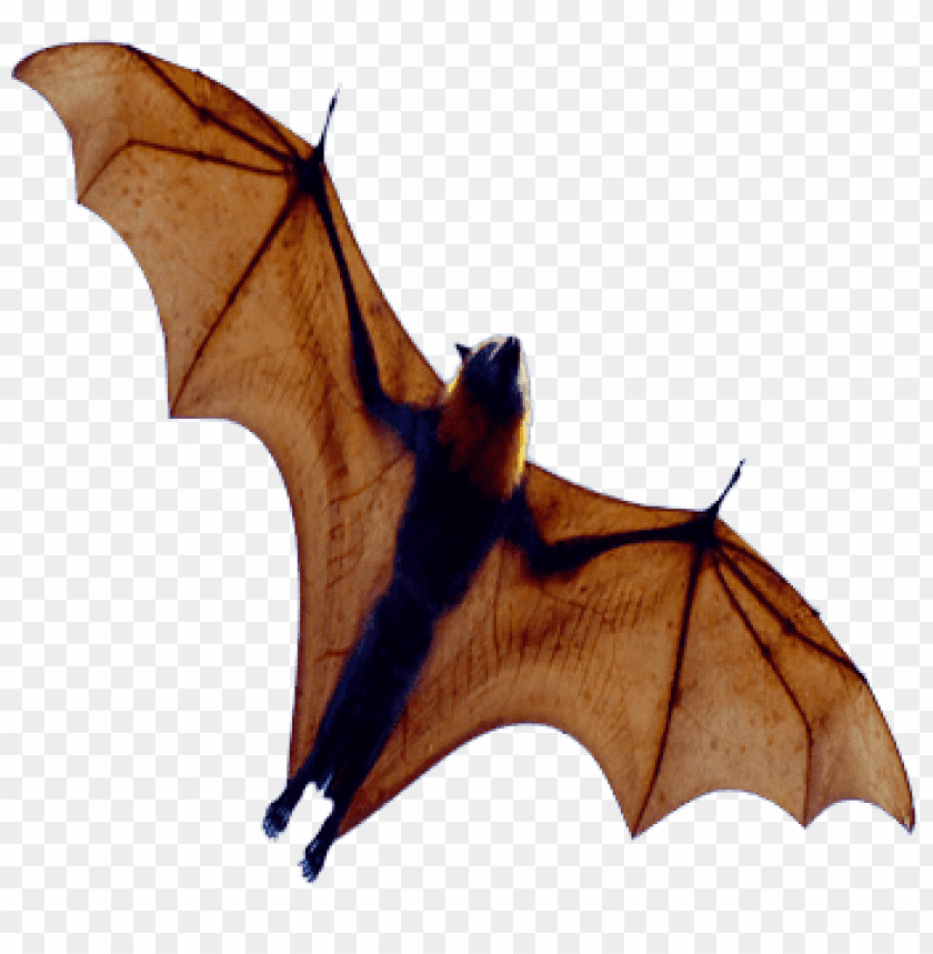 Free download | HD PNG orange bat with open wings png | TOPpng