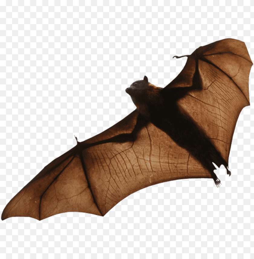 Free download | HD PNG bat | TOPpng