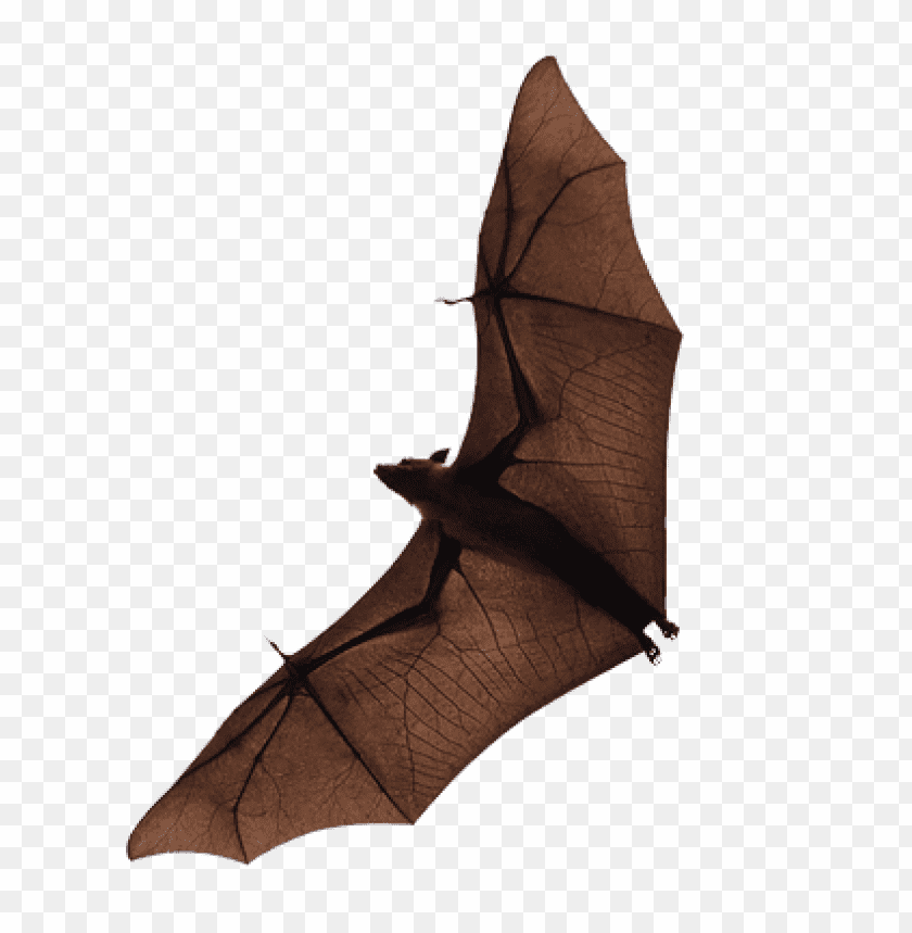Free download | HD PNG flying bat with open wings png | TOPpng