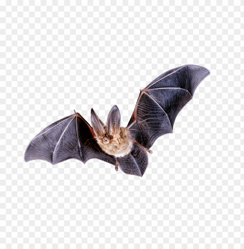 Free download | HD PNG brown bat flying png | TOPpng