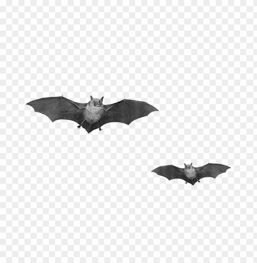 Free download | HD PNG bat duo | TOPpng