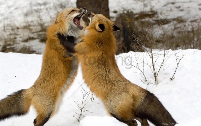 Free download | HD PNG battle couple fight fox snow wallpaper ...