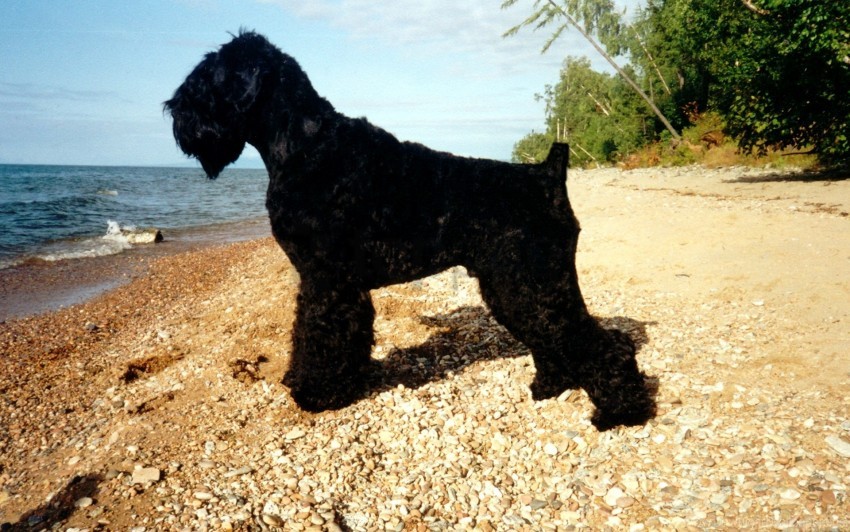 Free download | HD PNG beach beautiful dogs wallpaper background best ...