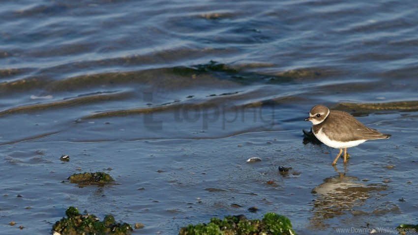 Free download | HD PNG beach birds water wallpaper background best ...