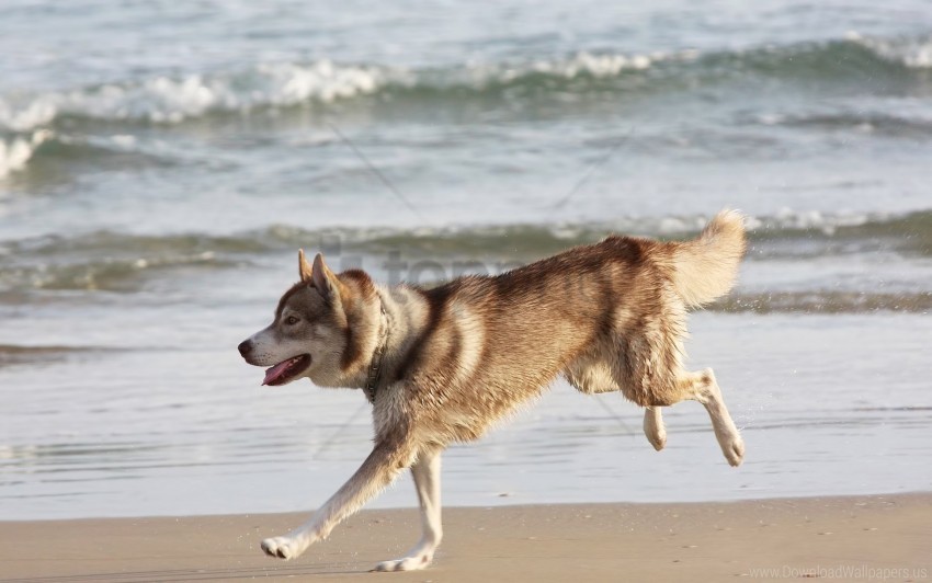 Free download | HD PNG beach dog escape husky sea wallpaper background ...