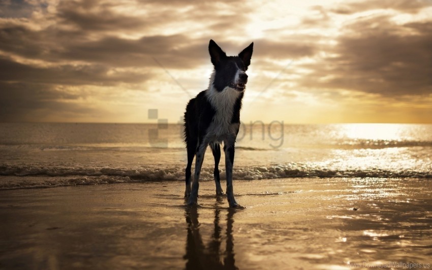 Free download | HD PNG beach dog florida usa wallpaper background best ...