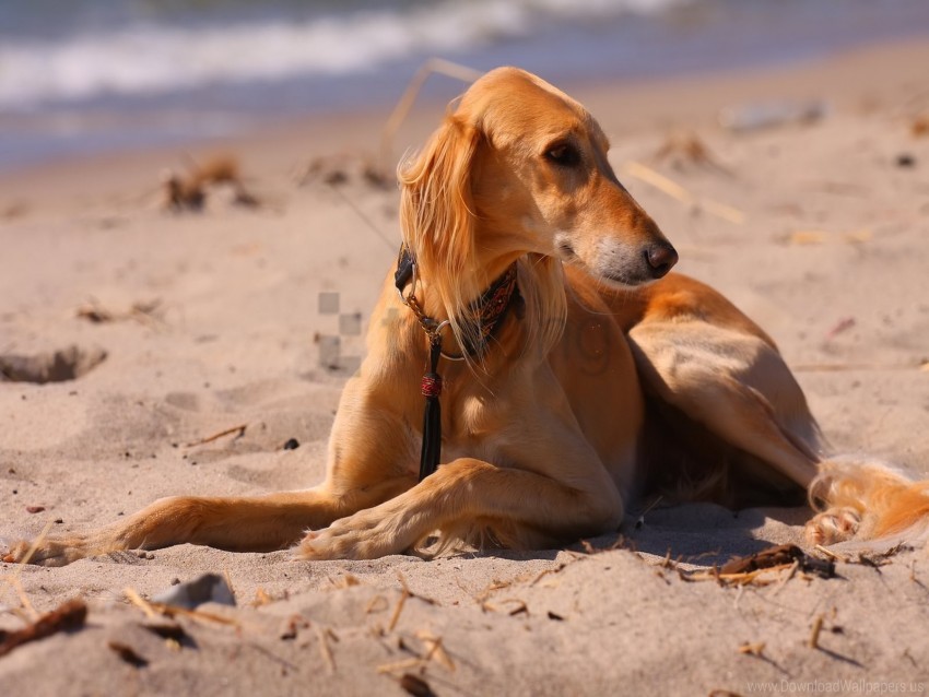 Free download | HD PNG beach dog hound sand sea wallpaper background ...