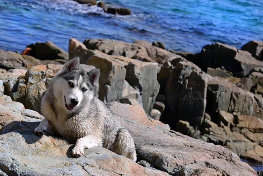 Free download | HD PNG beach dog husky rocks sea wallpaper background ...