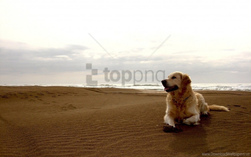Free download | HD PNG beach dog labrador sand wallpaper background ...