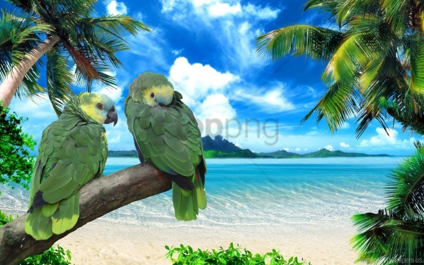 Free download | HD PNG beach pair parrots sea sky summer wallpaper ...