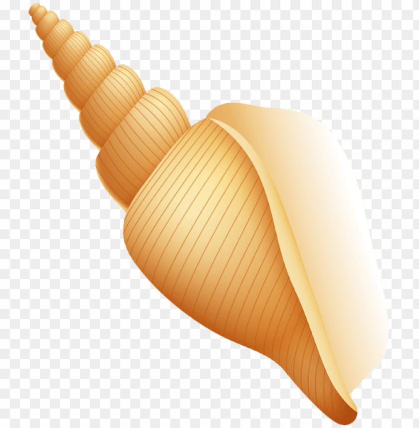 Free download | HD PNG beach sea shell clipart png photo - 56428 | TOPpng