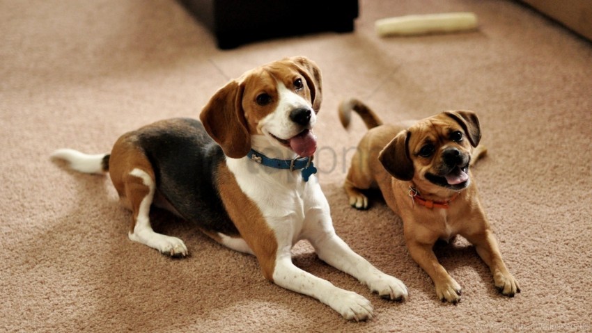 Free download | HD PNG beagle couple dogs puppies sit waiting wallpaper ...