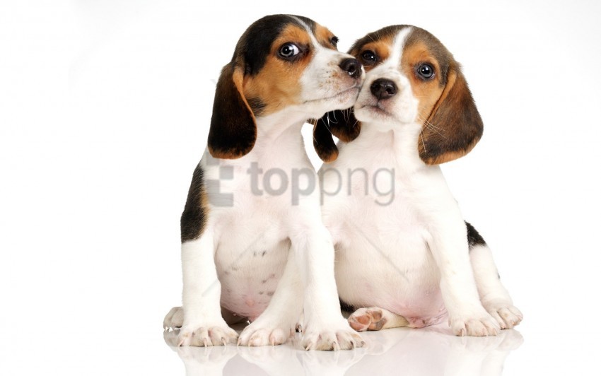 Free download | HD PNG beagle couple puppies wallpaper background best ...