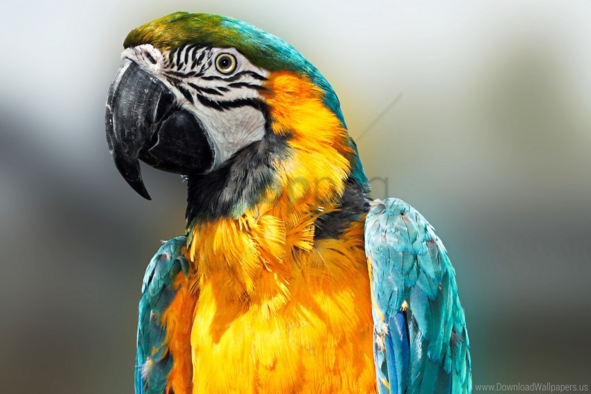 Free download | HD PNG beak bird color feathers parrot wallpaper ...