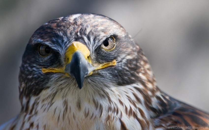 Free download | HD PNG beak bird eagle head predator wallpaper ...