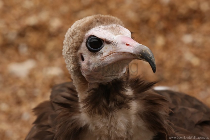 Free download | HD PNG beak bird eagle predatory wallpaper background ...