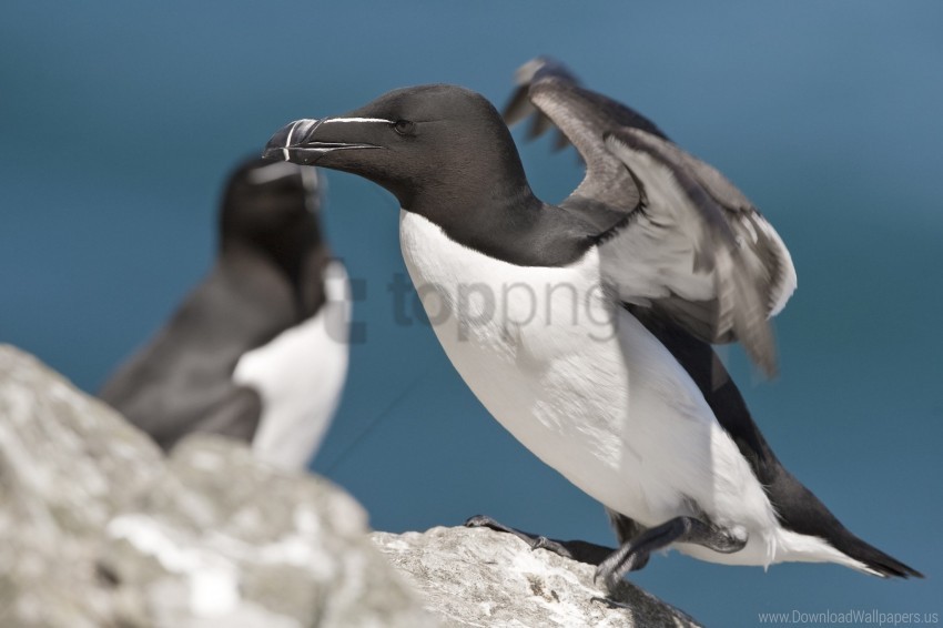 Free download | HD PNG beak bird flap wallpaper background best stock ...