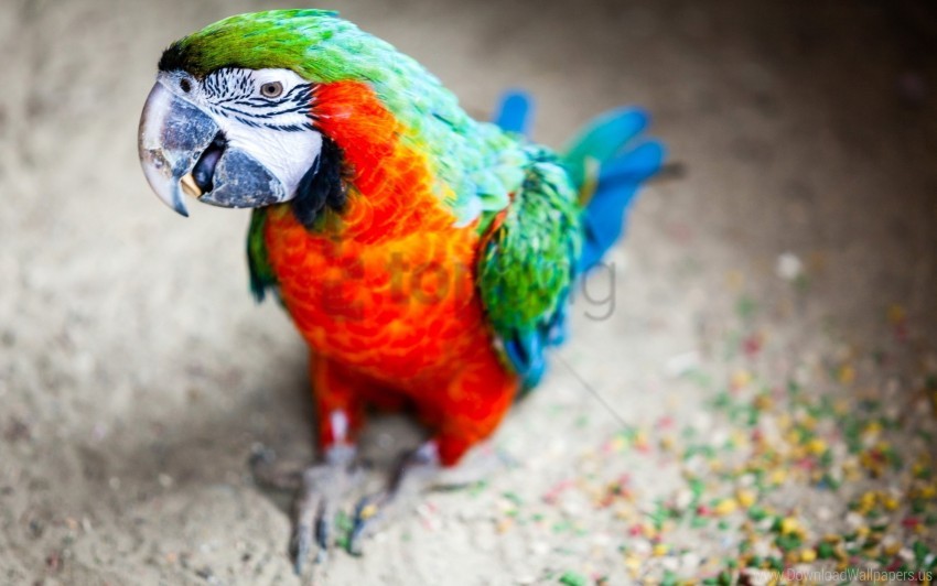 Free download | HD PNG beak bird parrot stains wallpaper background ...