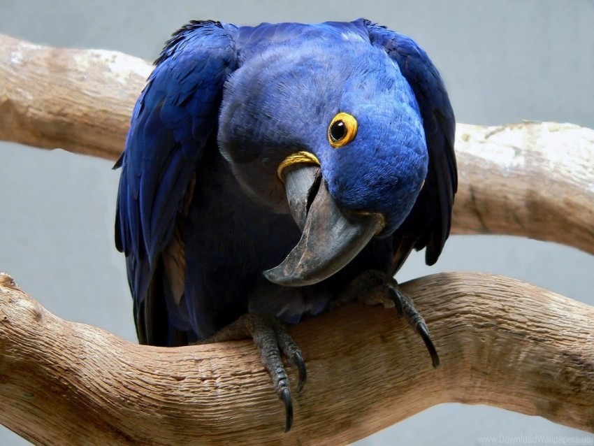 Free download | HD PNG beak blue curious parrot wallpaper background ...