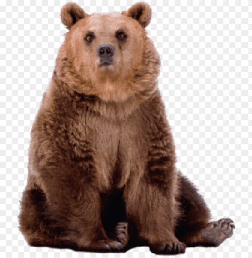 Free download | HD PNG sitting brown bear png | TOPpng